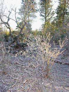 Azalea Garden winter